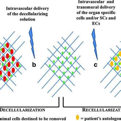 Decellularization And Recellularization A Simple Schematic To Show The Download Scientific