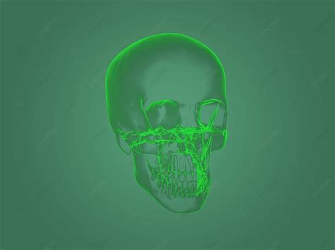 X Ray Head Anatomy Illustration Medical Respiratory Photo Background