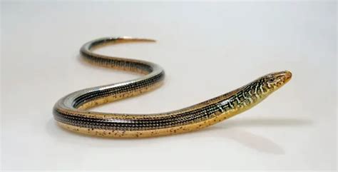 Eastern Glass Lizard The Unique Legless Wonder Of The Southeastern Us
