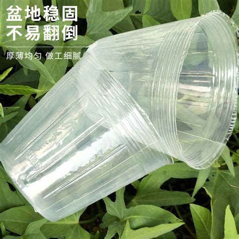 蝴蝶兰营养杯栽培：透明育苗杯里的绿色奇迹，轻松种出美丽兰花！ 育苗盘 淘宝百科网