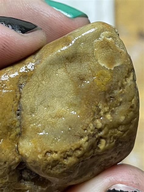 I Found This Silicified Sponge Fossil Today Any More Specific Id Is Welcome R Fossilporn