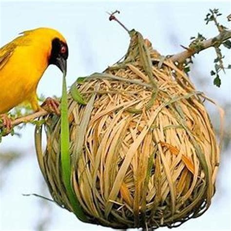 In What Season Do Most Birds Build Nests Diy Seattle