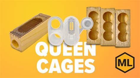 Beekeeping Essentials How To Use Queen Cages Effectively Youtube