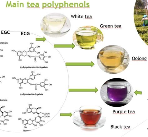 Dr Saziye Ilgaz Linkedinde Tea Polyphenols Are The Most Important