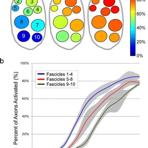 The Relationship Between Conduction Velocity And Fiber Diameter In The