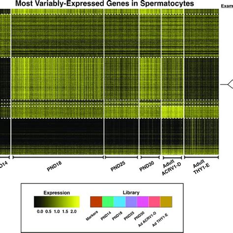 Analysis Of Variably Expressed Genes In Spermatocytes Mast Analysis