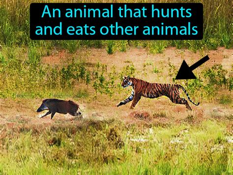 Predator Definition Easy To Understand Image With Audio Gradesup Gg