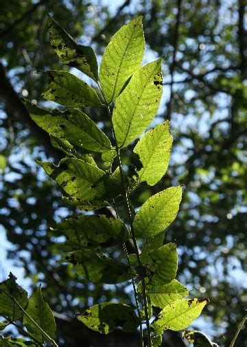 四季の山野草オオバキハダ