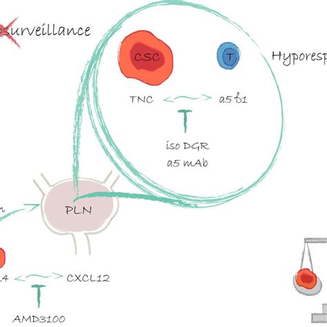 Prostate Cancer Stem Like Cells Early Migrate To Prostate Draining