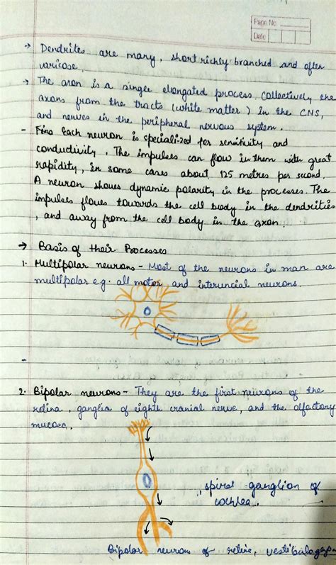 Solution Neurological And Structural Classification Of Neuron Neuro