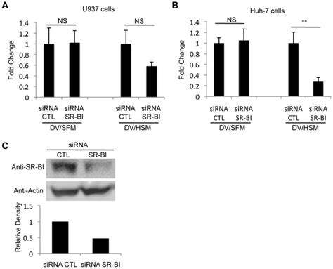 A U937 Cells And B Huh 7 Cells Were Transfected With Sirna Ctl Or Download Scientific