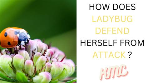 What Do Ladybugs Bleed To Protect Themselves From Attack Kmc Shorts Backtobasic Youtube