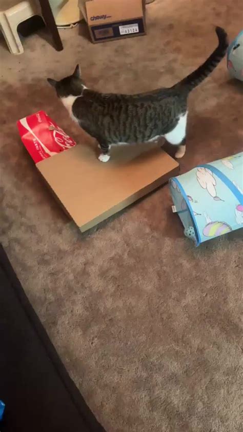 Mouse And Goose Getting Along Album On Imgur