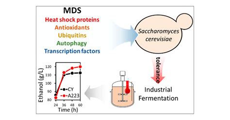 Ethanol Fermentation