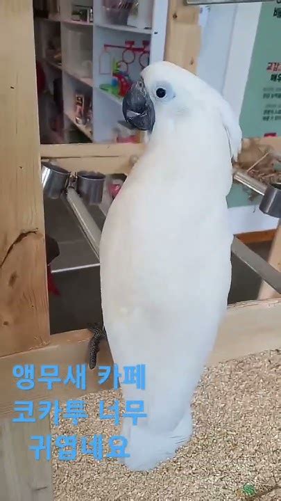 앵무새 Parrot Birds 코카투 Cute Youtube
