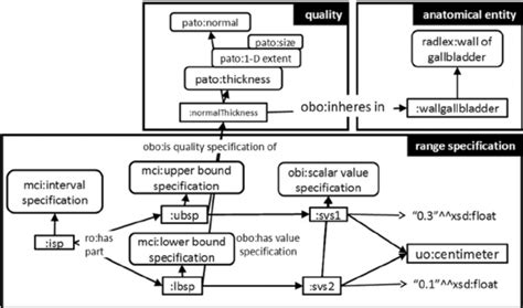Normal Size Specification The Thickness Of The Wall Of The Gallbladder