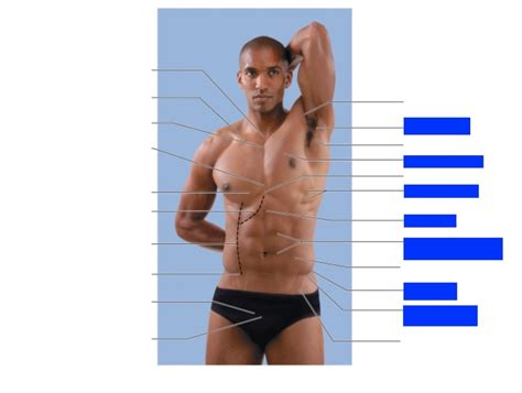 Lab Ch Surface Anatomy Diagram Quizlet