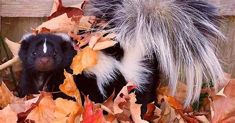 Fall Skunk Imgur Fall Skunk Imgur