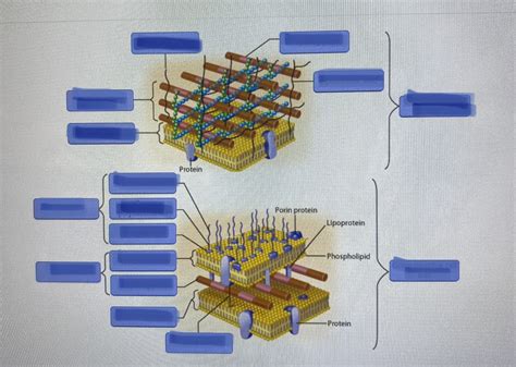 Biol 2051 Gram Negative And Gram Positive Cell Wall Diagram Diagram