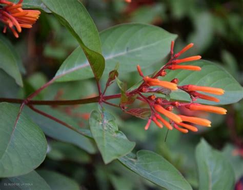 Hamelia Patens Coralillo El Blog De La Tabla