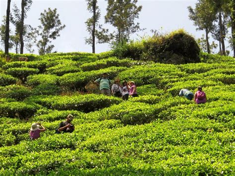 Coorg Tour Packages Thara Ooty Tour Packages