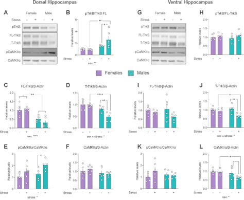 Sex And Stress Determine Trkb Signaling In The Dorsal But Not Ventral Download Scientific