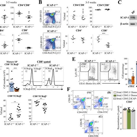 Unaltered Adhesive Properties And Reduced Runx3 Levels In Thymocytes Download Scientific
