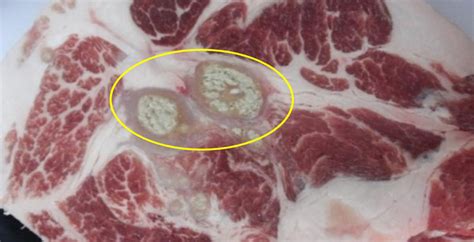 고기 굽기 전에 꼭 확인해야 하는 흰색 반점의 정체 오펀 디스커스