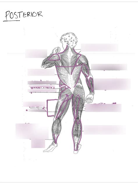 Posterior Diagram Quizlet