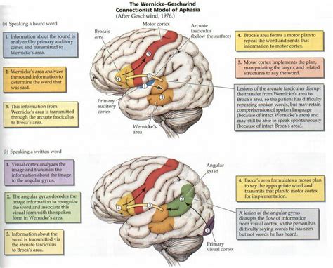 12 Broca Wernicke Lichtheim Geschwind Connectionist Model The Classic Download Scientific