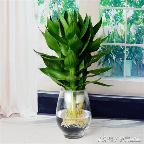 8大招財植物土豪們家裡都在養尤其第6種最受歡迎 每日頭條