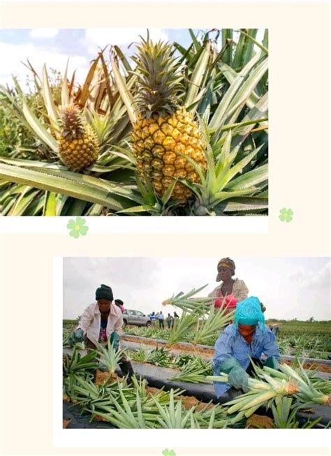 Paschal Nnaemeka Crop Sci On Linkedin Ensuringfoodsecurity Paschalfarmsinternational