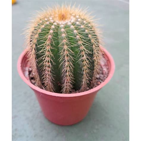 開心多肉~3吋盆 多肉植物 組盆 【仙人掌】含土含盆寄出實物拍攝 蝦皮購物