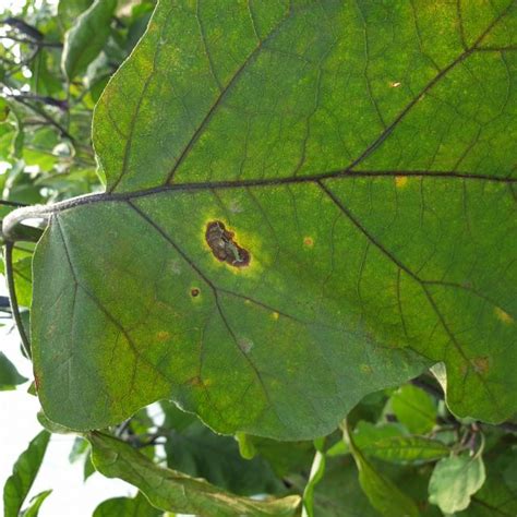 Plant Disease Instance Segmentation Dataset By Faisal Workspace