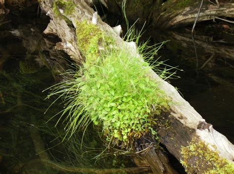 Micro Ecosystem Rlakehermit