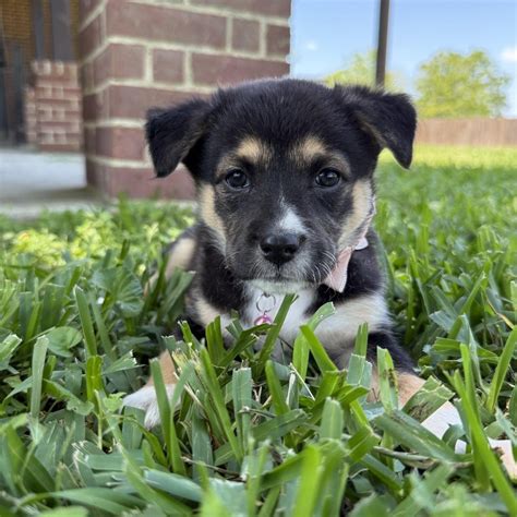 Adopt Sydney Today Find Paw Pal