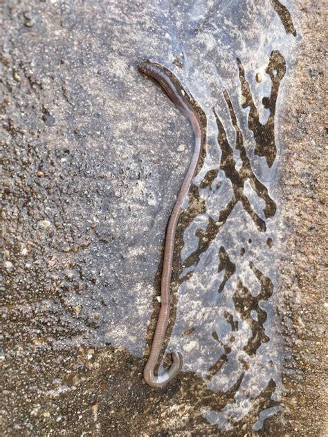 Big Worm R Whatisthisbug