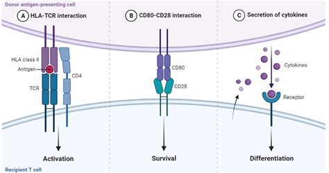 Molecular Mechanism Of T Cell Activation By APCs A The Interaction Download Scientific