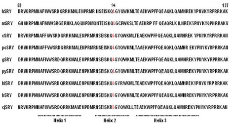 Alignment Of Hmg Box Sequences Of Sry Proteins From Different Mammalian Download Scientific