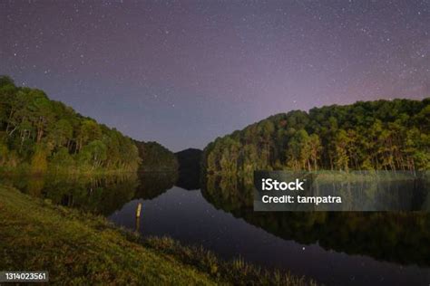 Photo Libre De Droit De Arbres Forestiers Avec Voie Lactéreuse Et