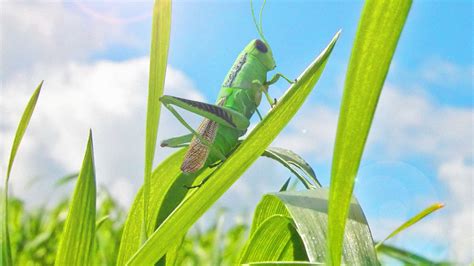 Grasshopper Animation Rigged 3d Model Turbosquid 1366774