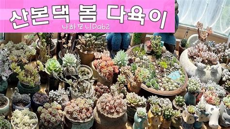 산본댁 봄 다육이 소품을 이용해 예쁘게 다육이 심기 다육이 잘키우기 Succulent 多肉植物 たにくしょくぶつ