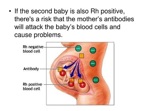 PPT Multiple Allele Inheritance Blood Types PowerPoint Presentation ID 5174254