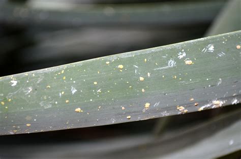 Coconut Diseases And Pests Description Uses Propagation