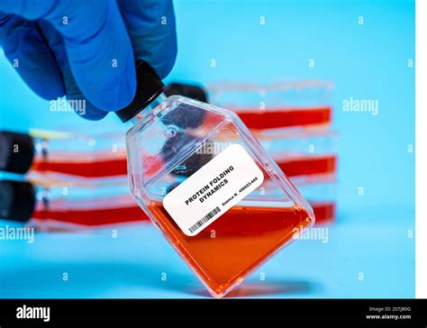 Protein Folding Dynamics Exploring How Proteins Fold Within Cells And The Consequences Of
