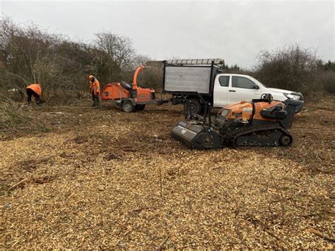 Choosing The Right Tree Surgeon What To Look For