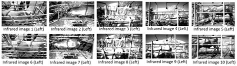 A Korean Cattle Weight Prediction Approach Using 3d Segmentation Based Feature Extraction And