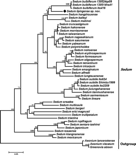 Bayesian Phylogenetic Tree Based On ITS Sequence For Genus Sedum
