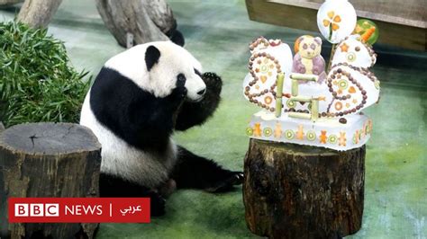 تايوان تستعين بأطباء بيطريين من الصين لعلاج ذكر باندا مريض Bbc News عربي