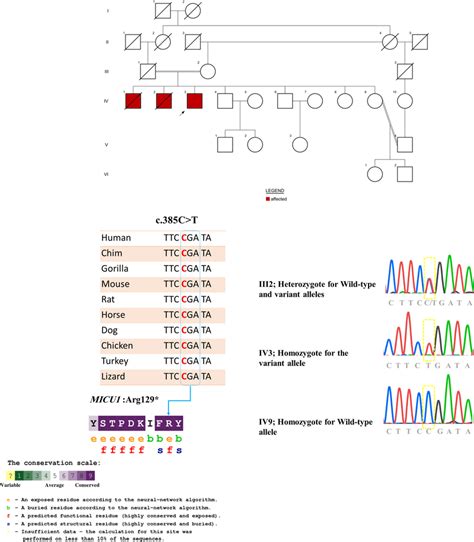 Representative Pedigree Sequence Chromatograms Confirming The